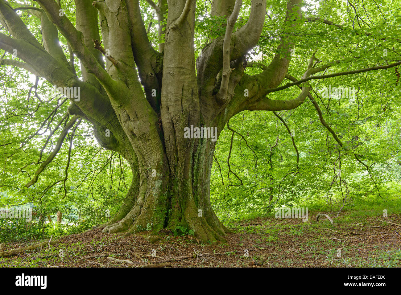 common beech (Fagus sylvatica), old trunk of a beech, Germany Stock ...