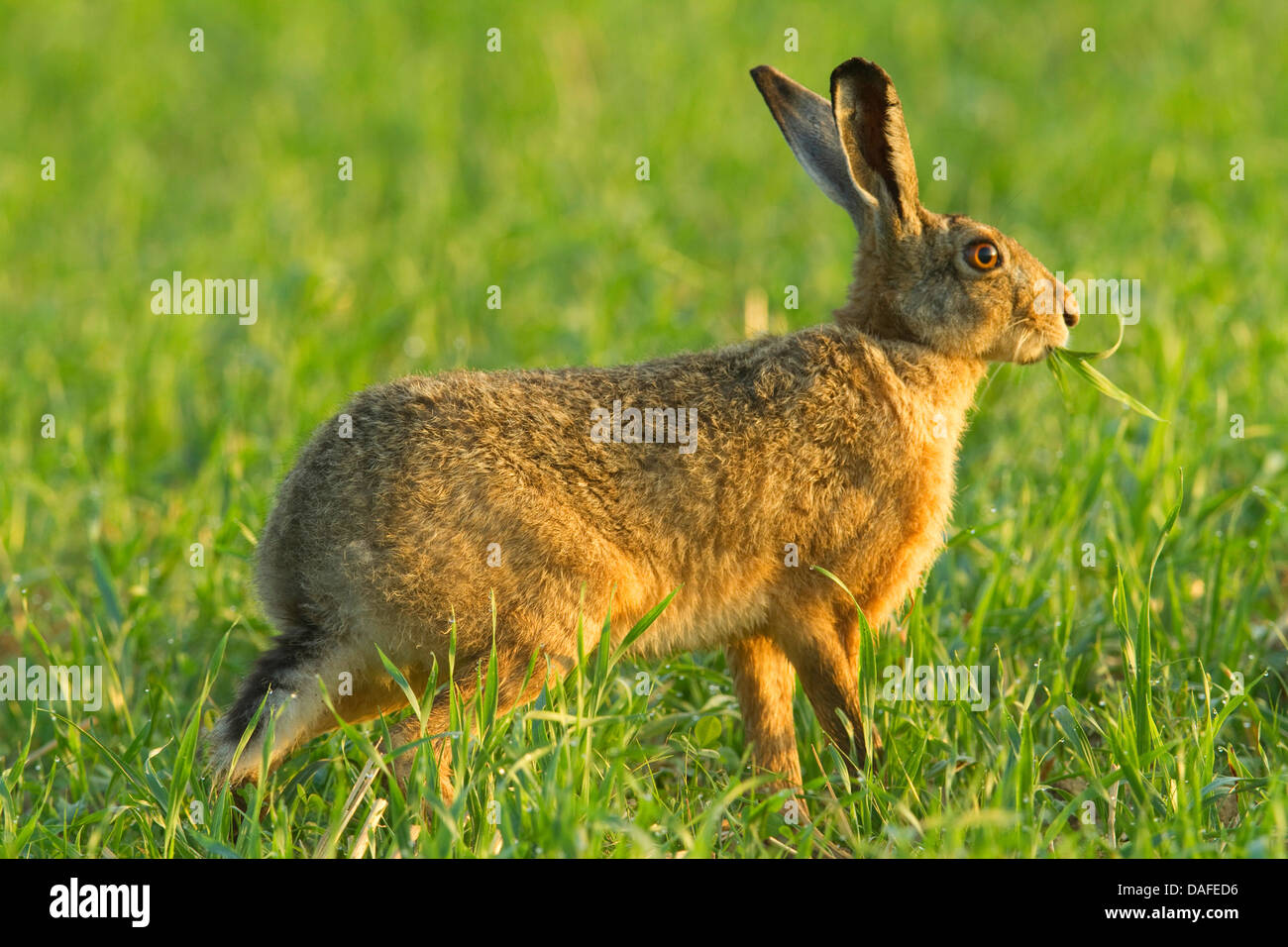 Hares eating grass hi-res stock photography and images - Alamy
