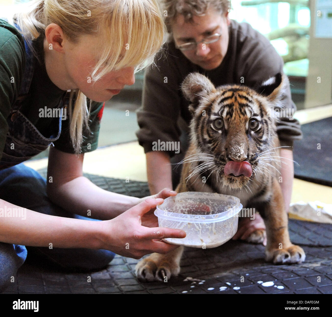 Eighteen-weeks-old tiger cub Ranga licks food in the zoo of Halle Saale ...