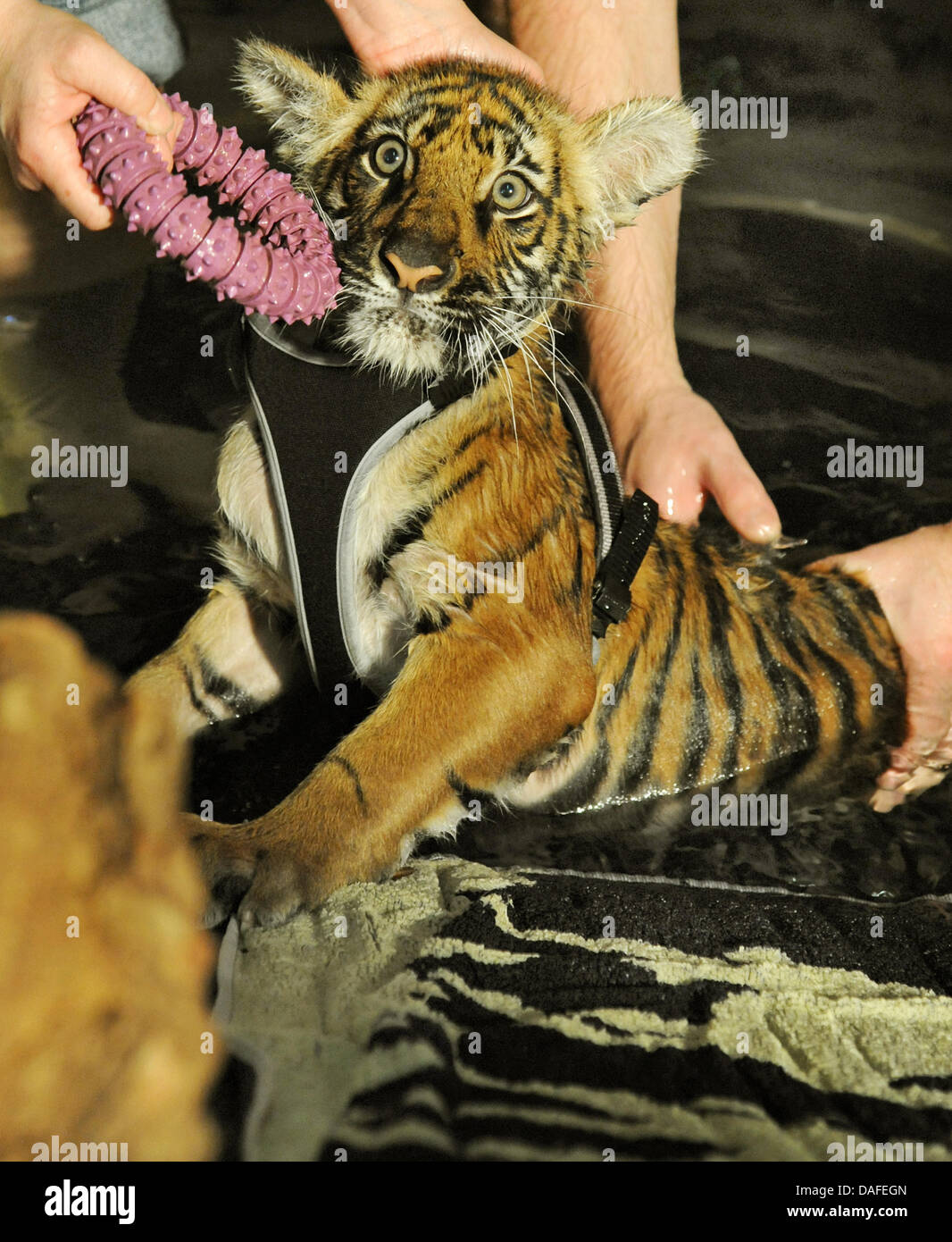 Eighteen-weeks-old tiger cub Ranga makes a frightened face in the zoo ...