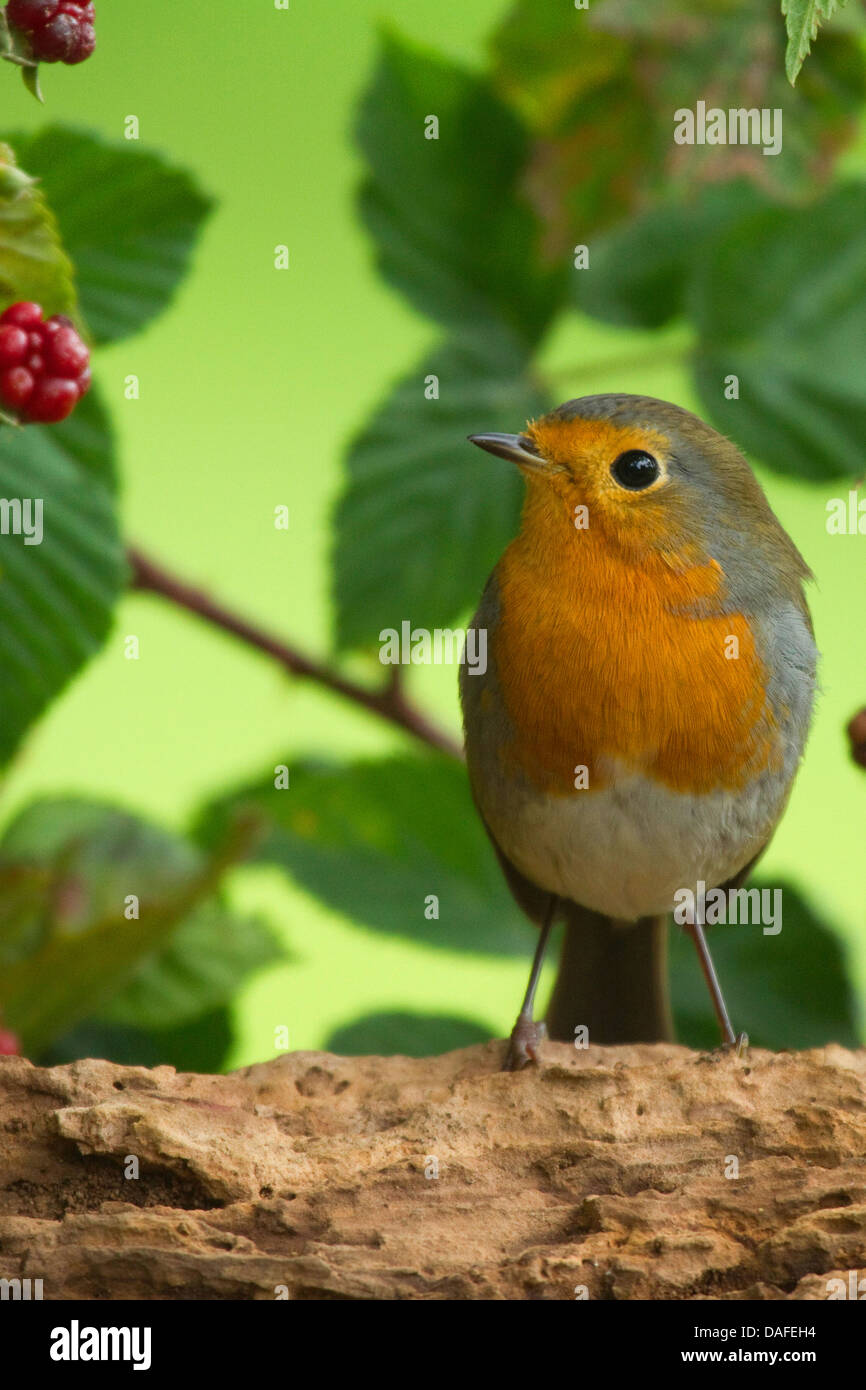 Mature robin hi-res stock photography and images - Alamy