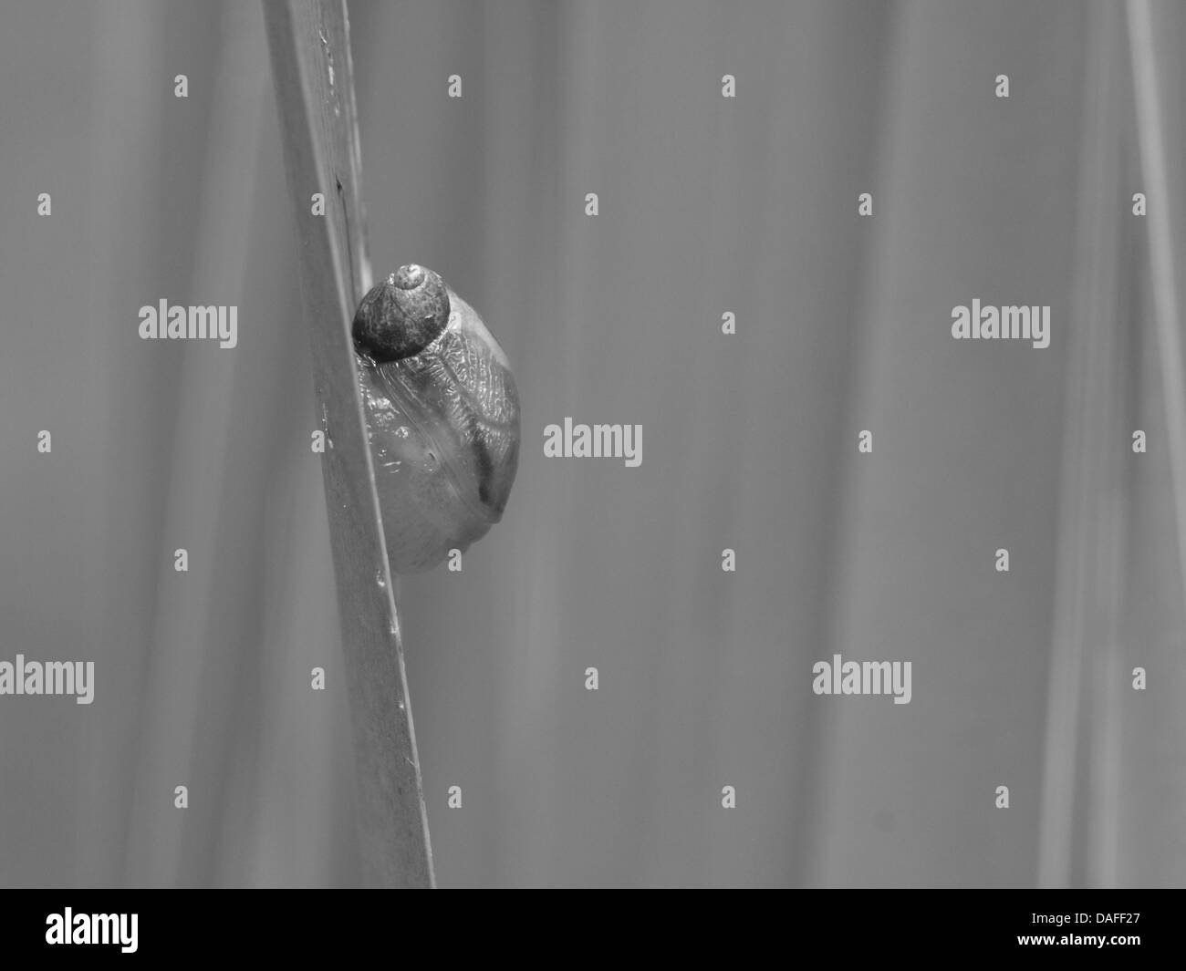 Small snails Black and White Stock Photos & Images - Alamy