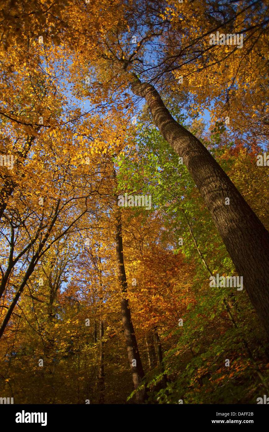 Deciduous forest hi-res stock photography and images - Alamy