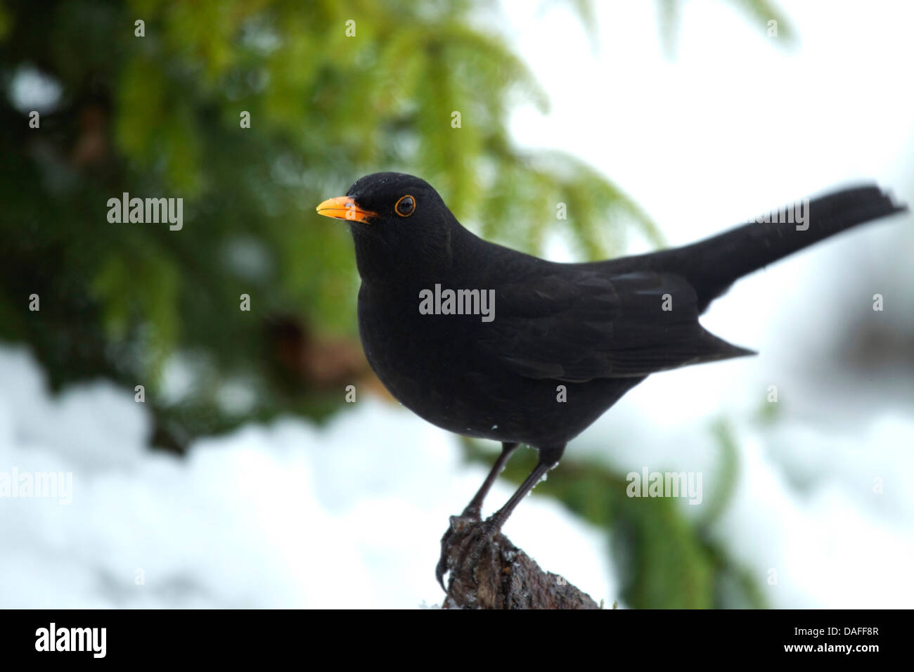Black bird sitting on a tree branch with snow hi-res stock photography ...