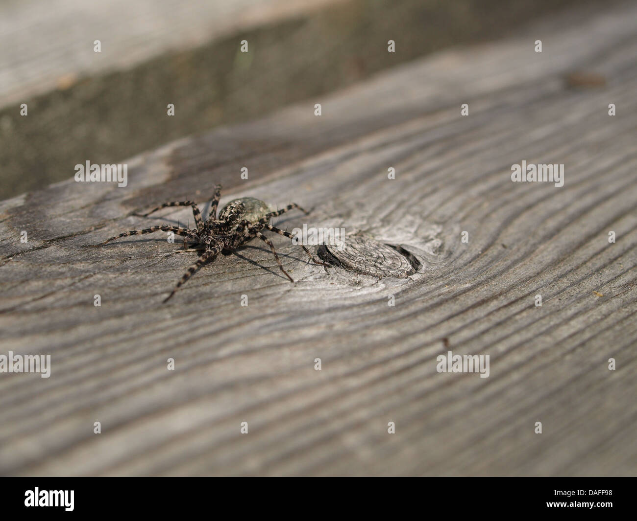 A wolf spider on an old gray board Stock Photo - Alamy