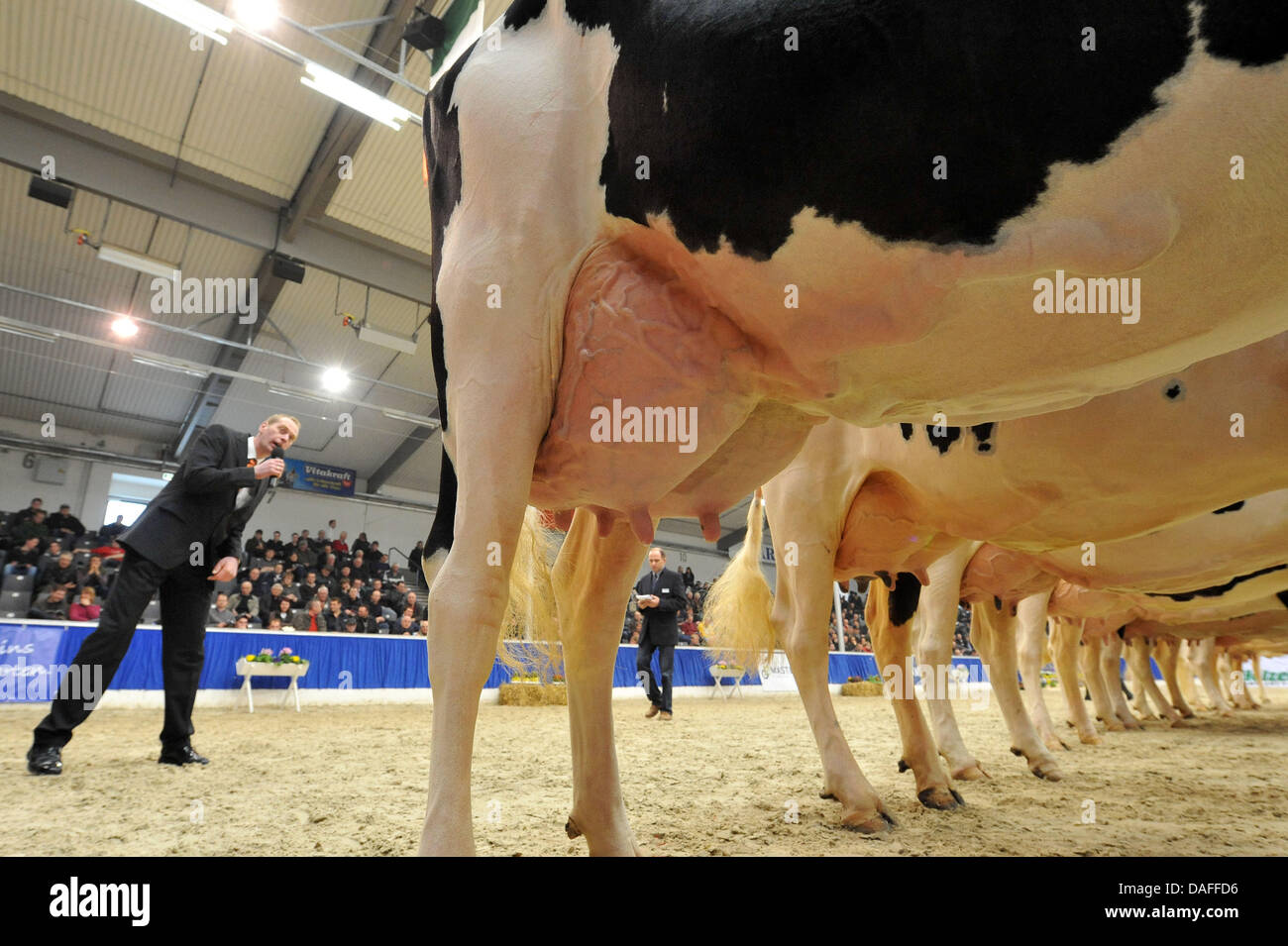 Cows are lined up at a beauty pageant for dairy cows in Verden, Germany ...