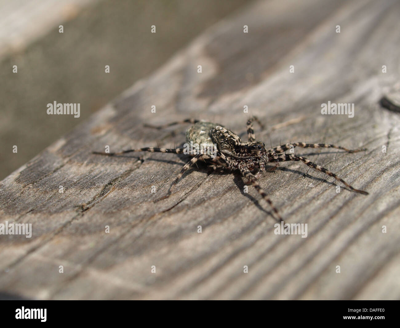 A wolf spider on an old gray board Stock Photo - Alamy