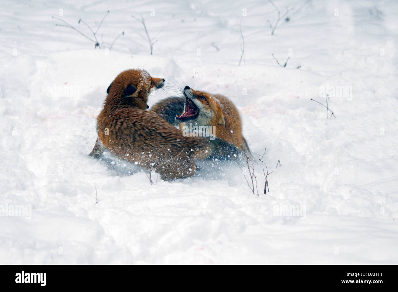 red fox (Vulpes vulpes), two foxes fighting in the snow, Germany Stock ...