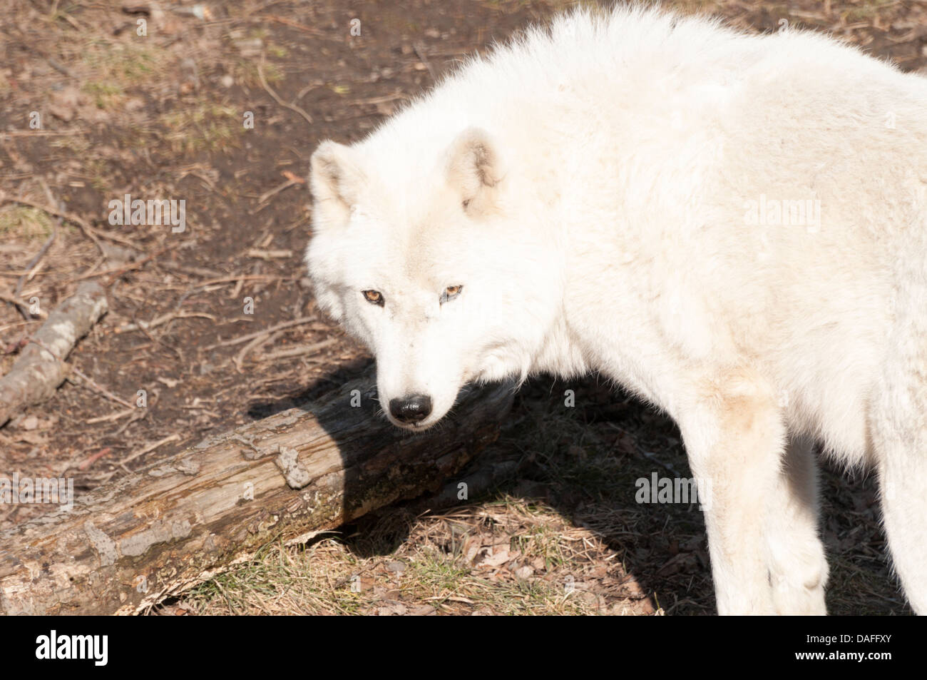 Arctic Wolf (Canis lupus arctos Stock Photo - Alamy