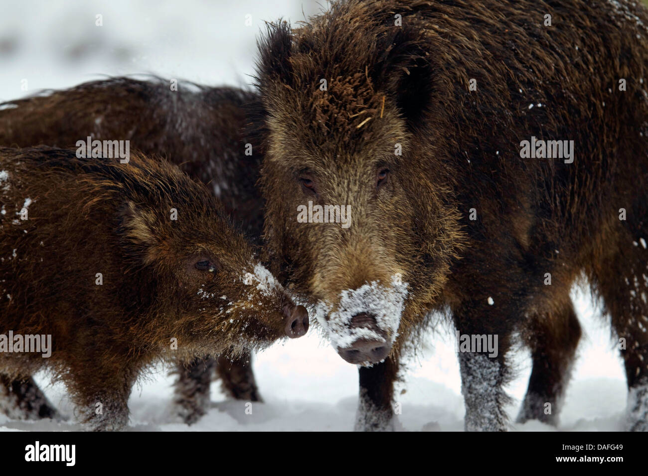 wild boar, pig, wild boar (Sus scrofa), wild sow and young wild boars ...