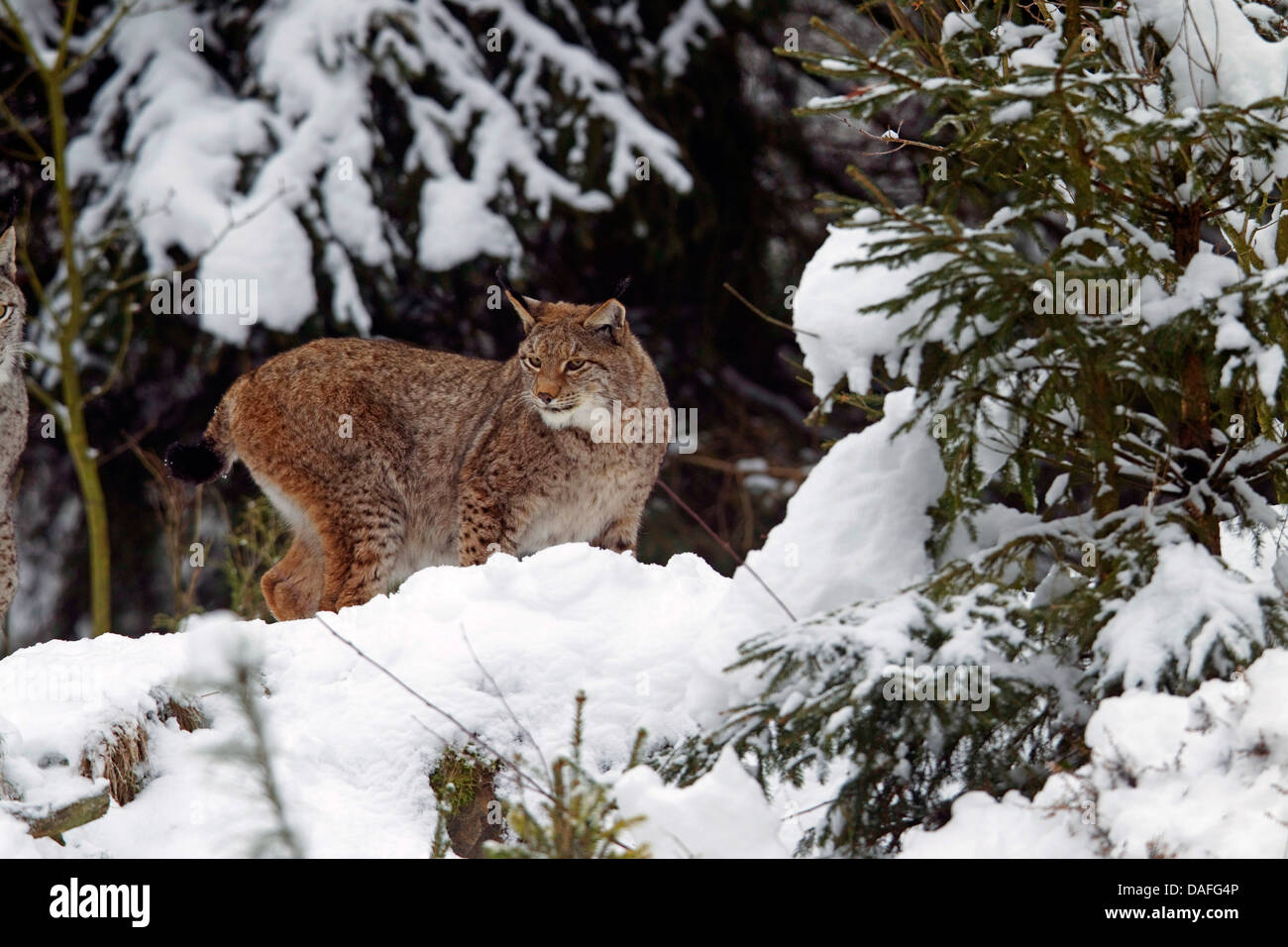 Lynx in the forest hi-res stock photography and images - Alamy