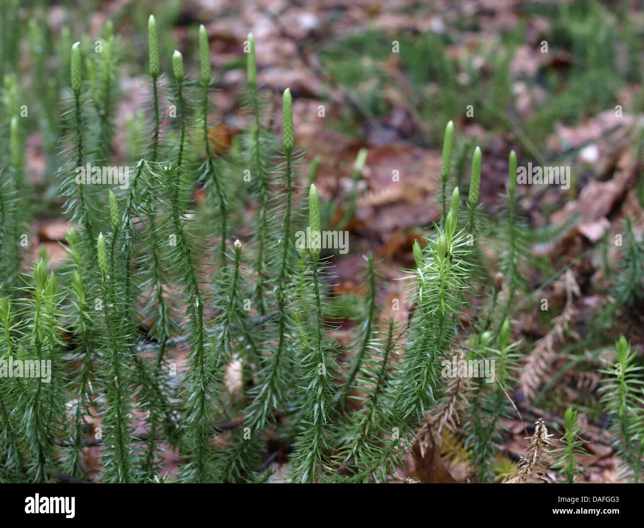 Sporophylls hi-res stock photography and images - Alamy
