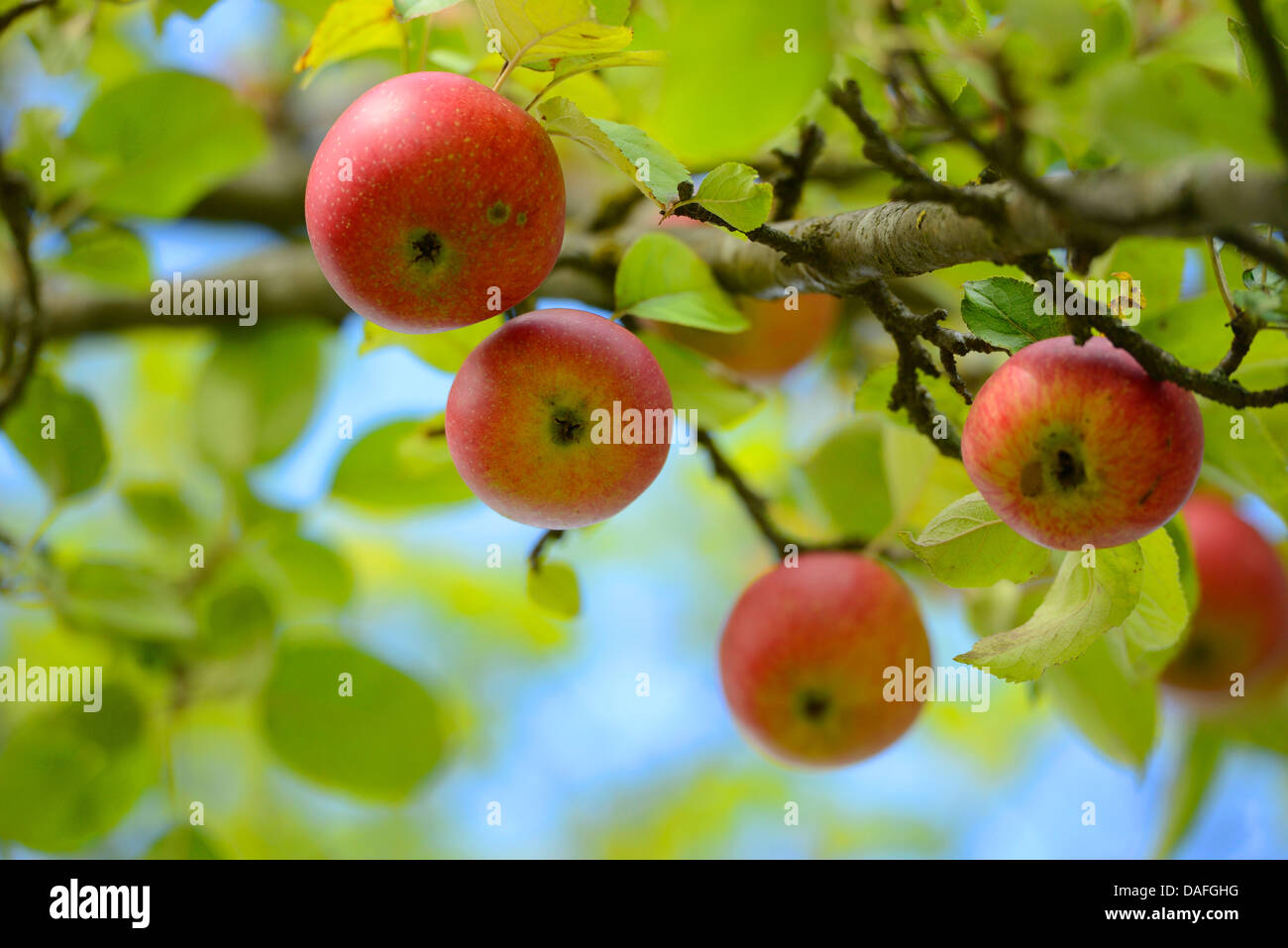 apple tree (Malus domestica), red apples on a tree, Germany Stock Photo ...