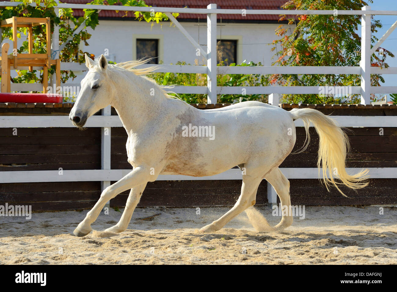 Bavarian warmblood, German warmblood (Equus przewalskii f. caballus ...