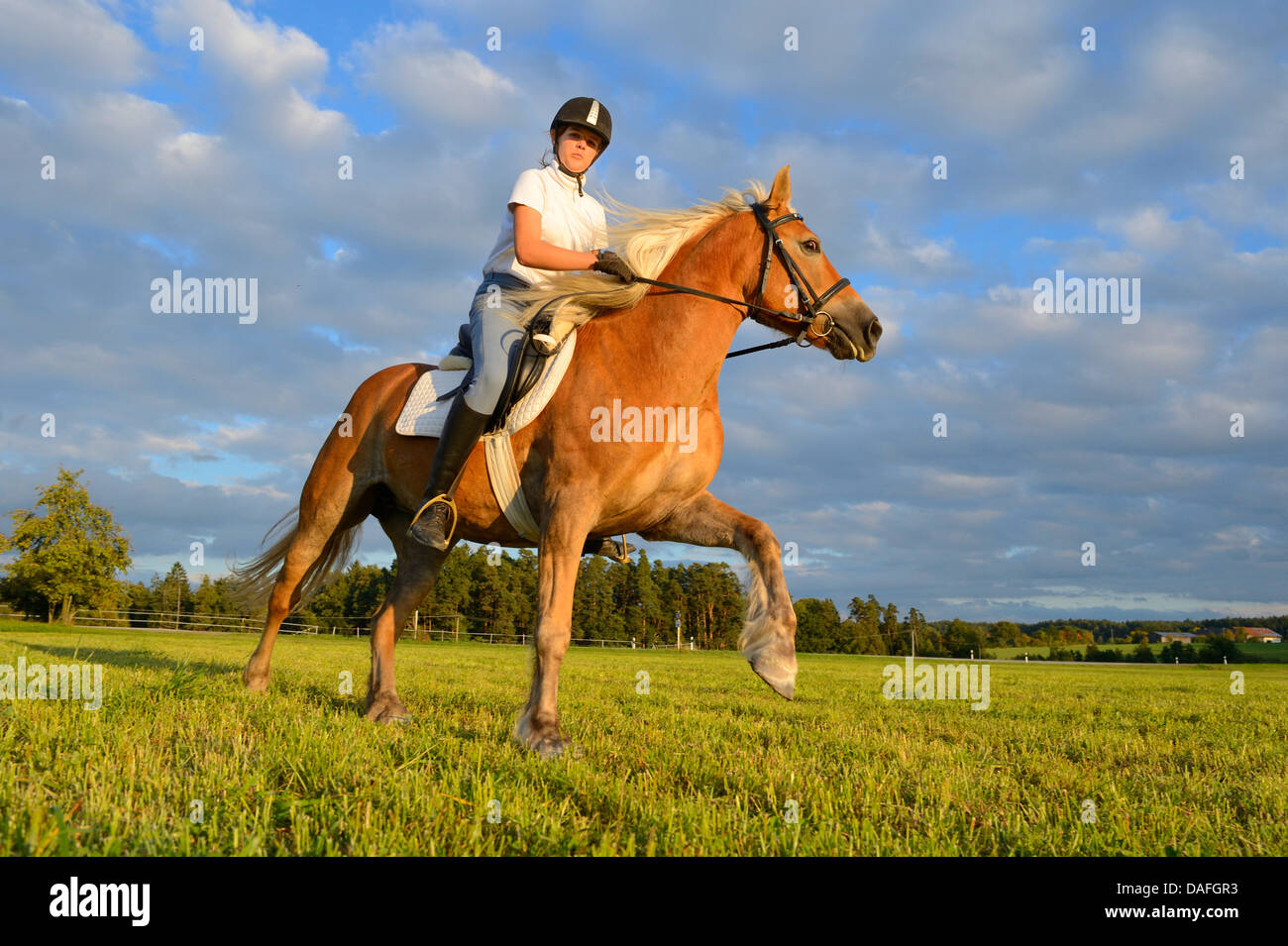 Haflinger horse (Equus przewalskii f. caballus), teenage girl riding in ...