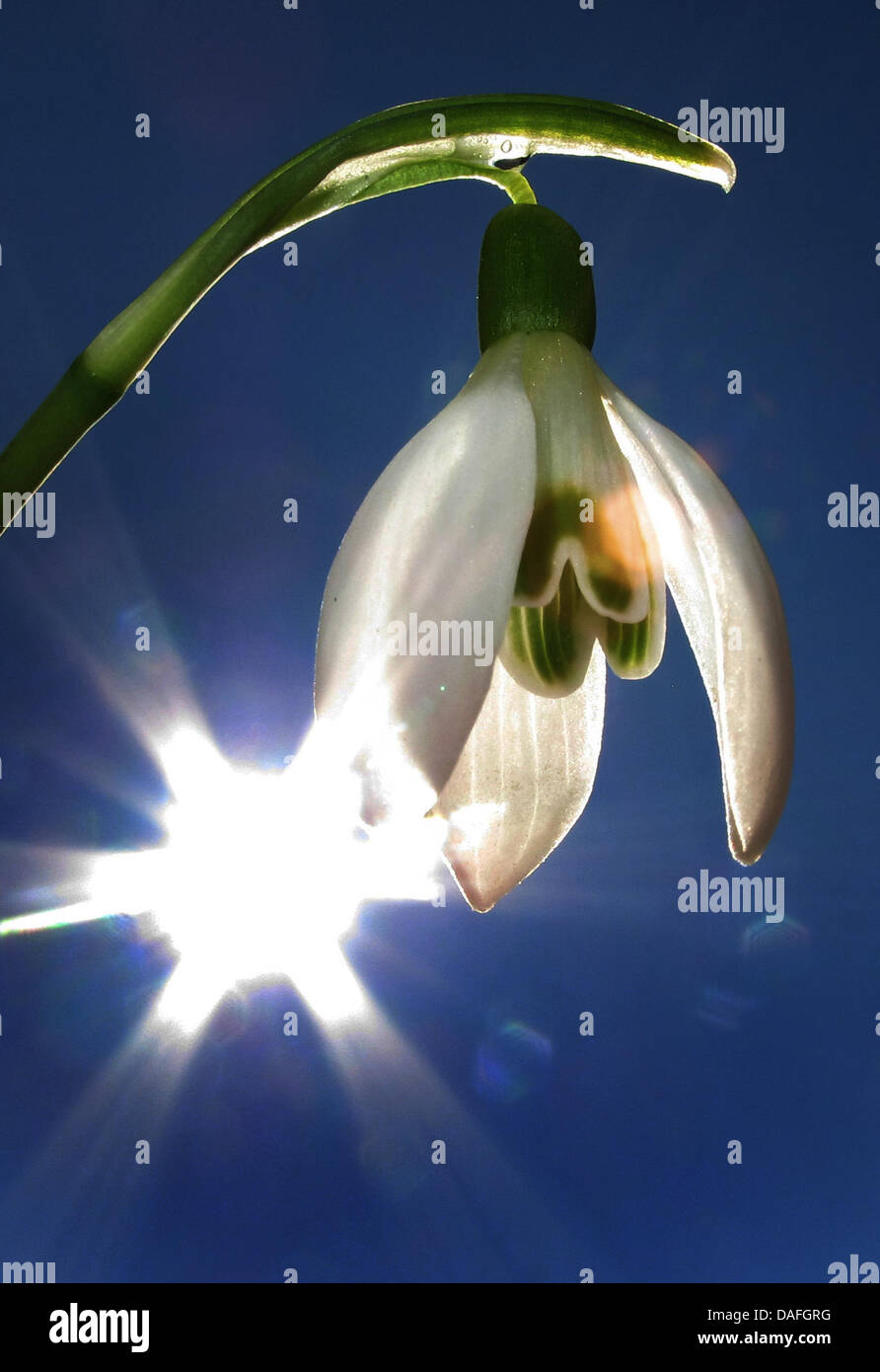 A snowdrop is pictured in front of a bright sun and blue sky in Kempten ...