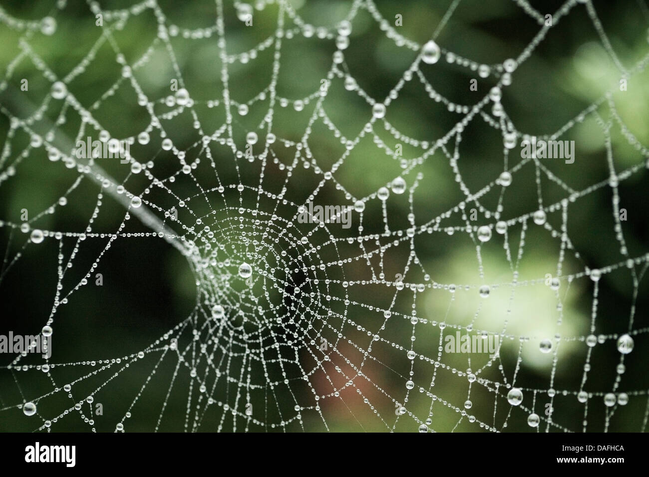 Macro image of a spider's web Stock Photo - Alamy