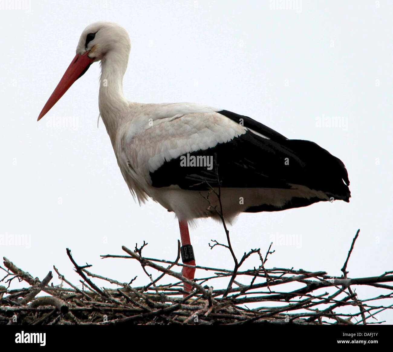 A stork stands atop his nest in St. Peter-Ording, Germany, 28 February ...