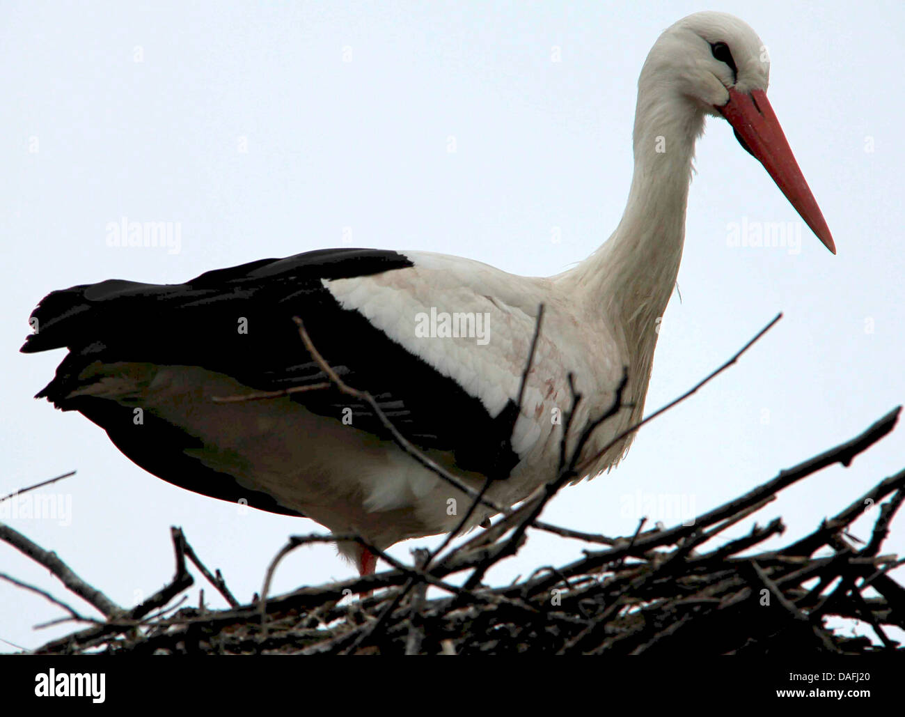 A stork stands atop his nest in St. Peter-Ording, Germany, 28 February ...
