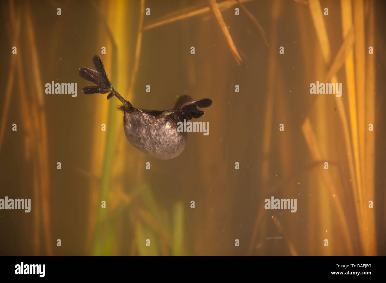 Grebe feet hi-res stock photography and images - Alamy