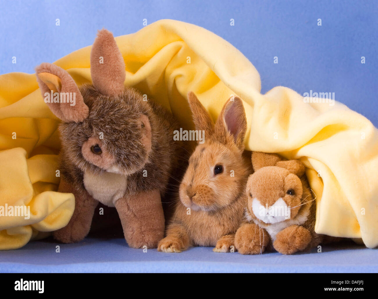 Cuddling with two stuffed bunnies under a blanket hi-res stock ...