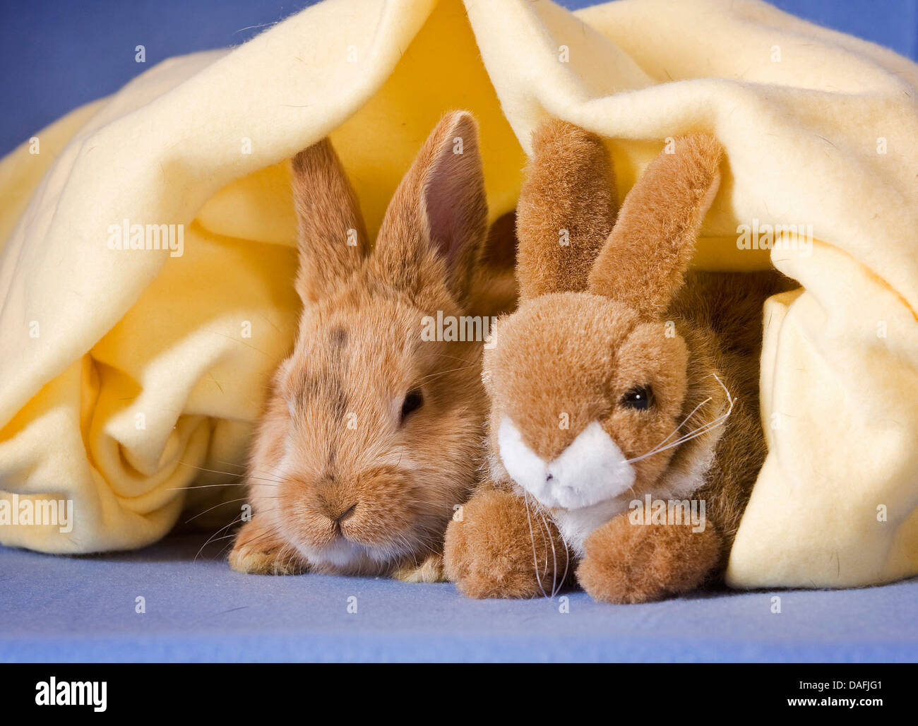 Cuddling with a stuffed bunny under a blanket hi-res stock photography ...