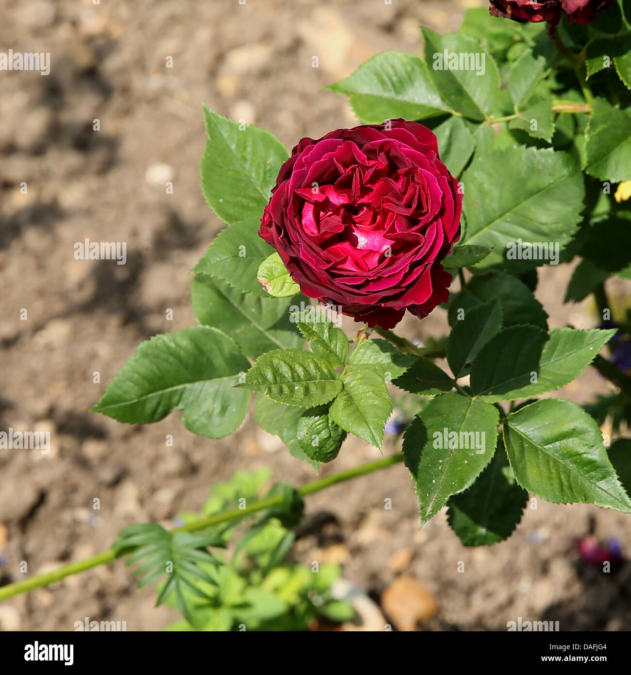 Rose baron hi-res stock photography and images - Alamy