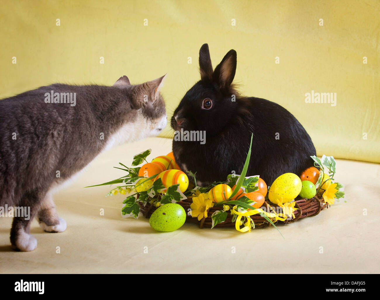 dwarf rabbit (Oryctolagus cuniculus f. domestica), black coney sitting ...