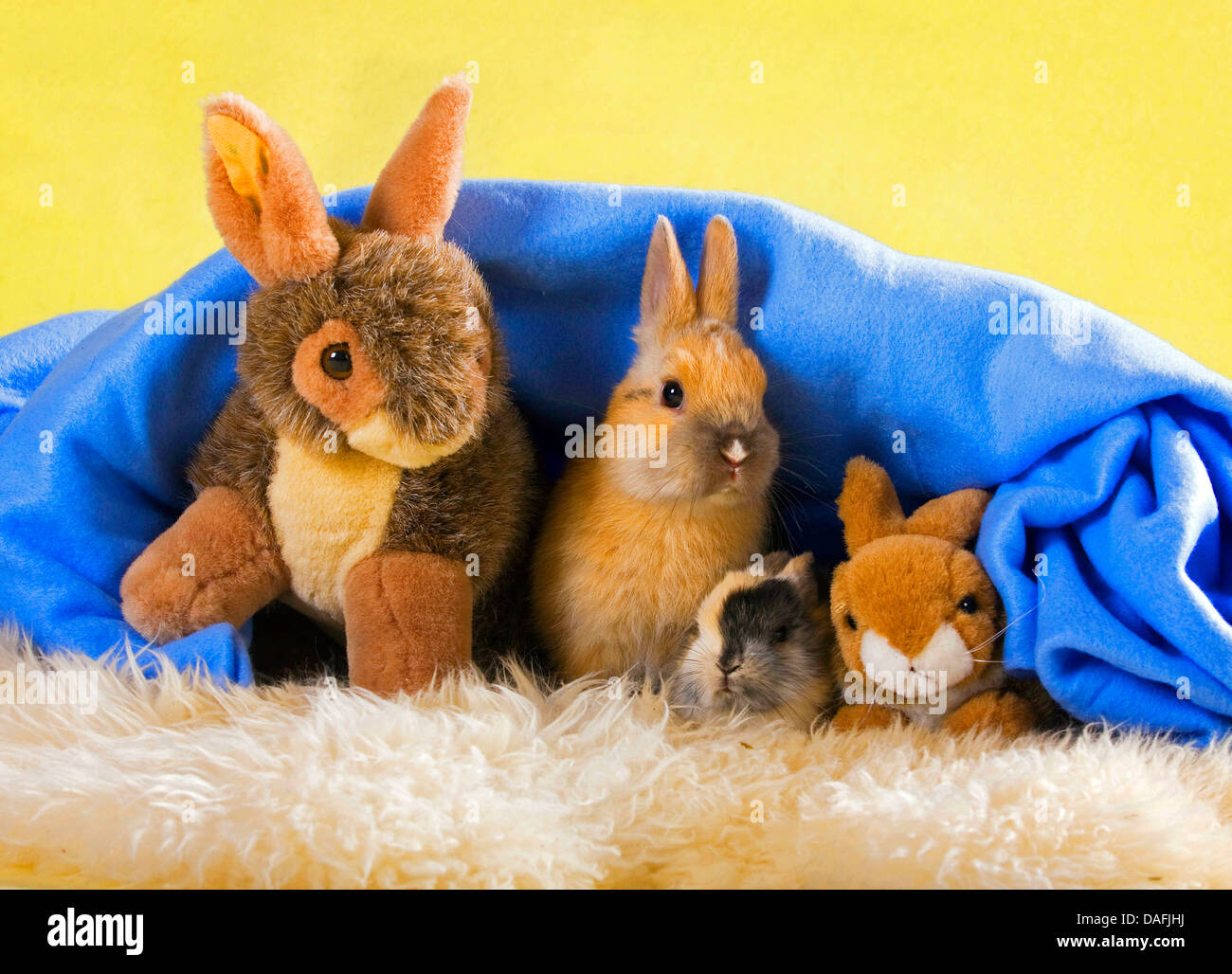 Two young rabbits oryctolagus cuniculus hi-res stock photography and ...