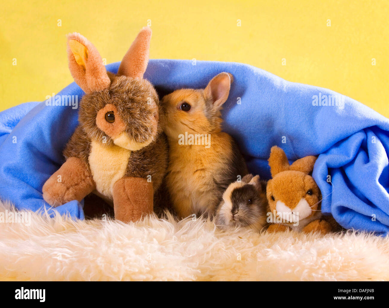 dwarf rabbit (Oryctolagus cuniculus f. domestica), two young conies ...