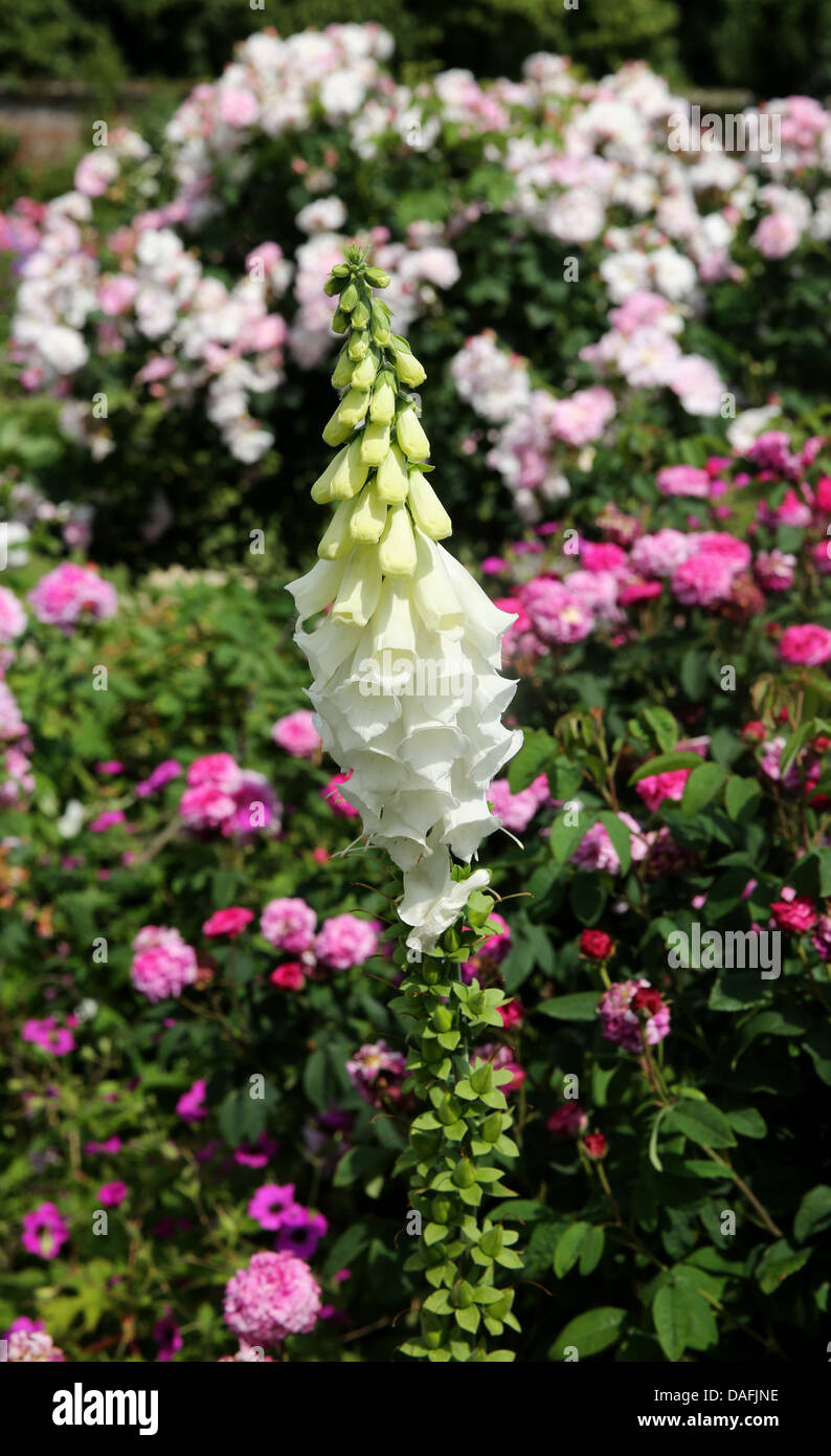 White lupin hi-res stock photography and images - Alamy
