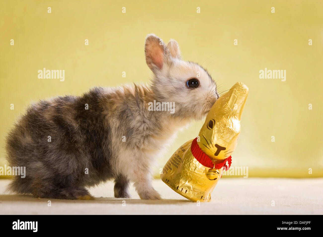 Young dwarf rabbit sniffing at a chocolate easter bunny hi-res stock ...