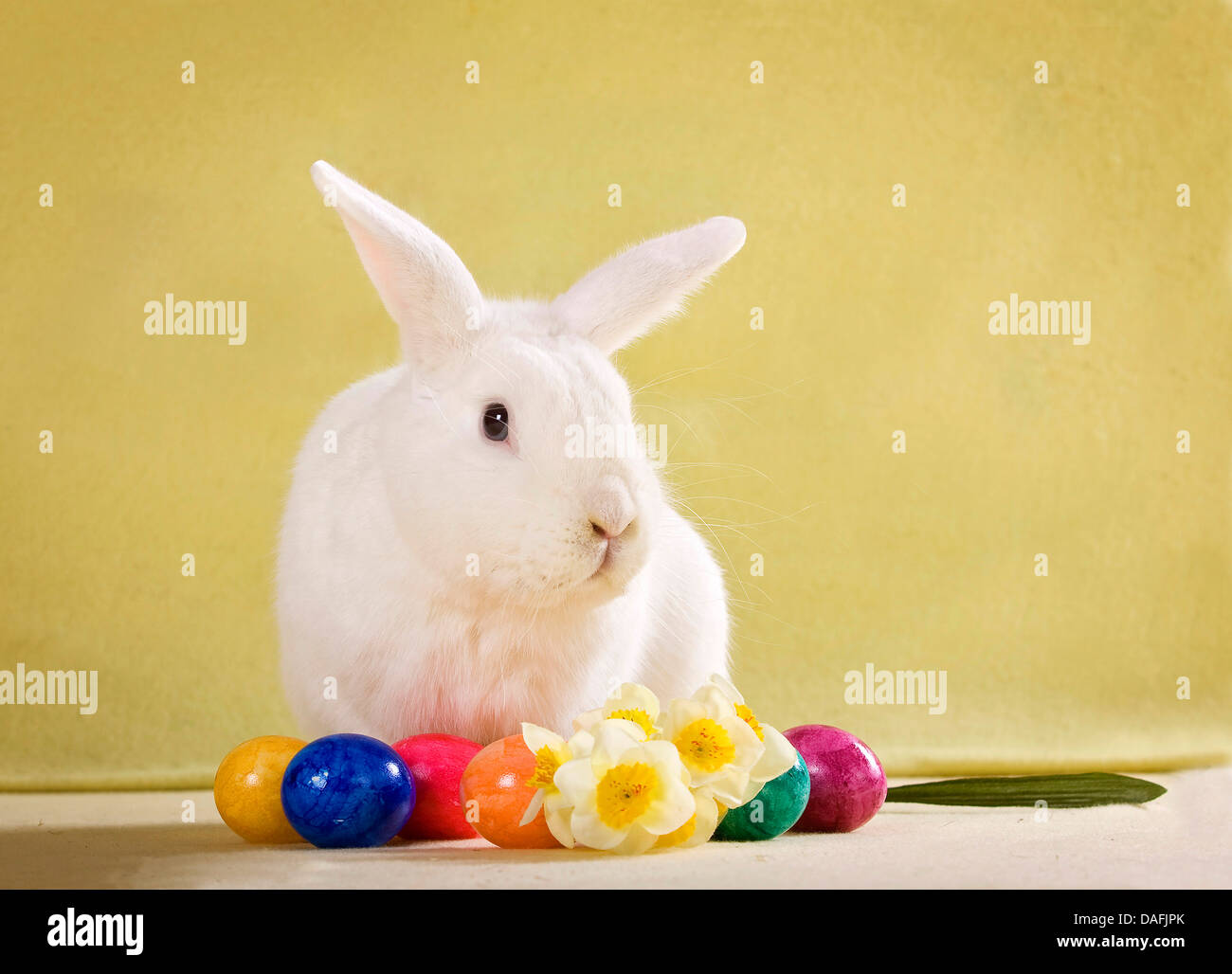 domestic rabbit (Oryctolagus cuniculus f. domestica), white rabbit ...