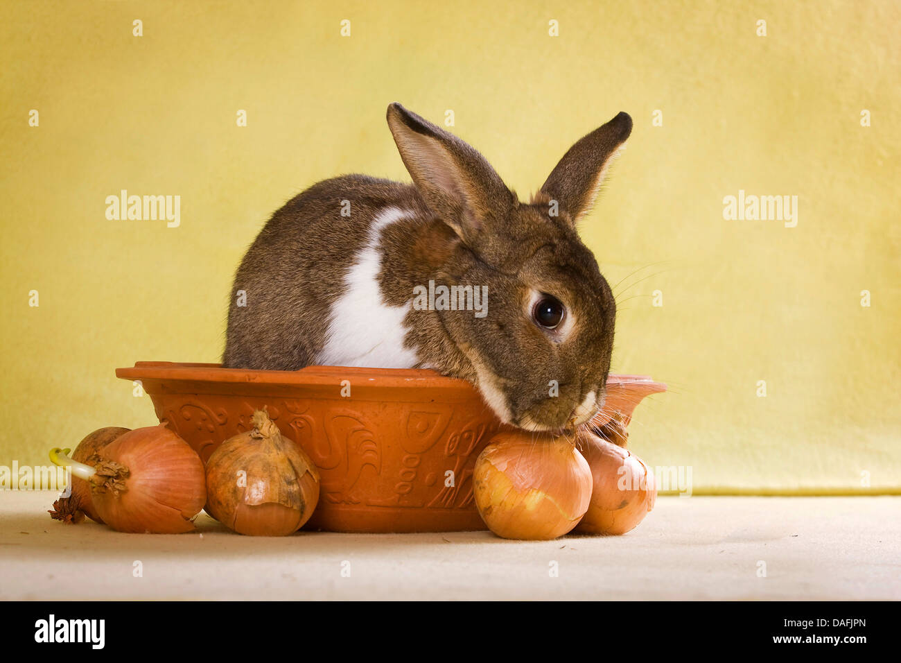 White spot rabbit hi-res stock photography and images - Alamy