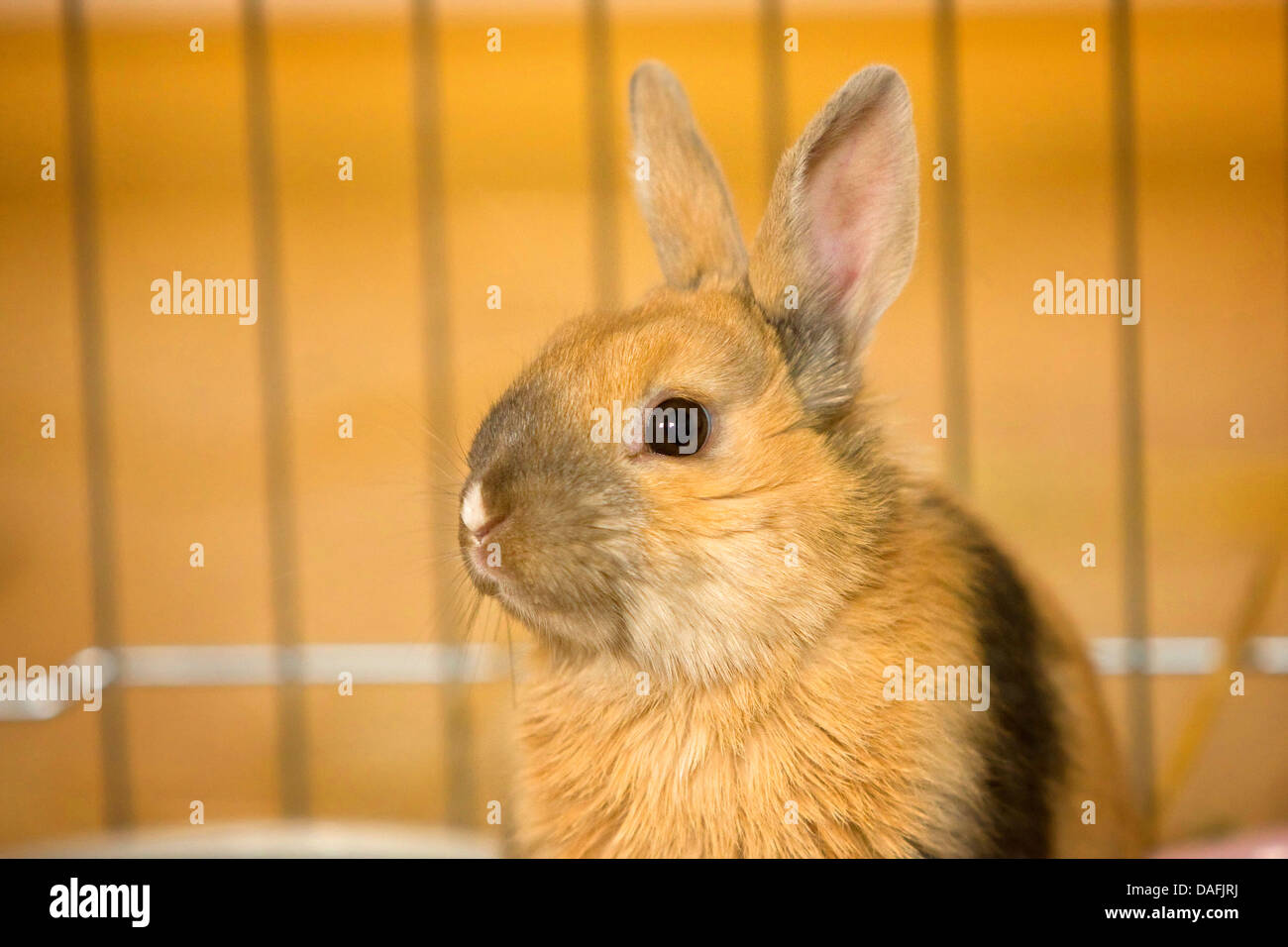 dwarf rabbit (Oryctolagus cuniculus f. domestica), young dwarf rabbit ...