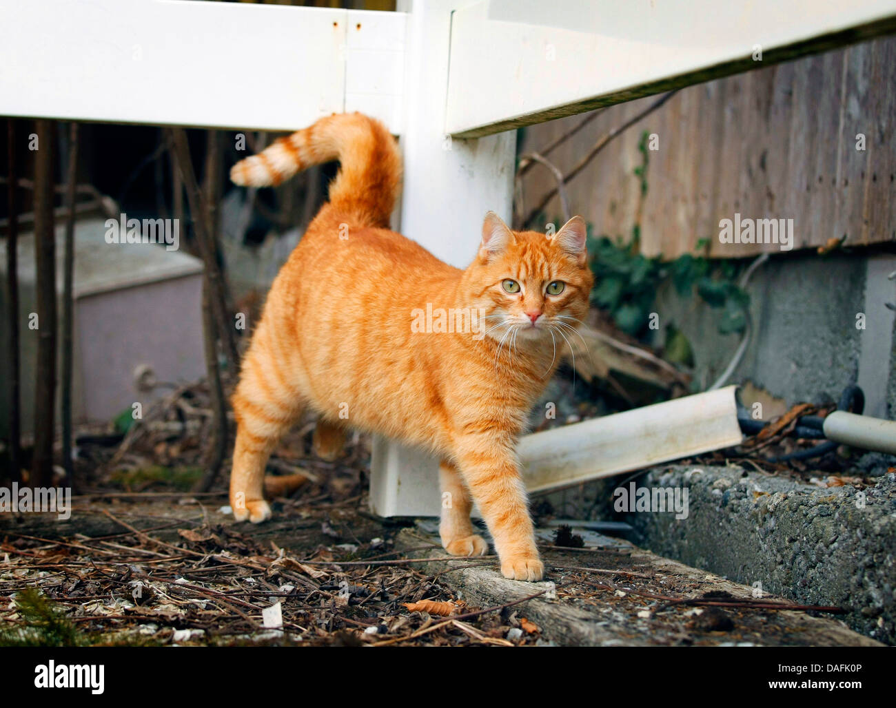 domestic cat, house cat (Felis silvestris f. catus), red striped tomcat ...