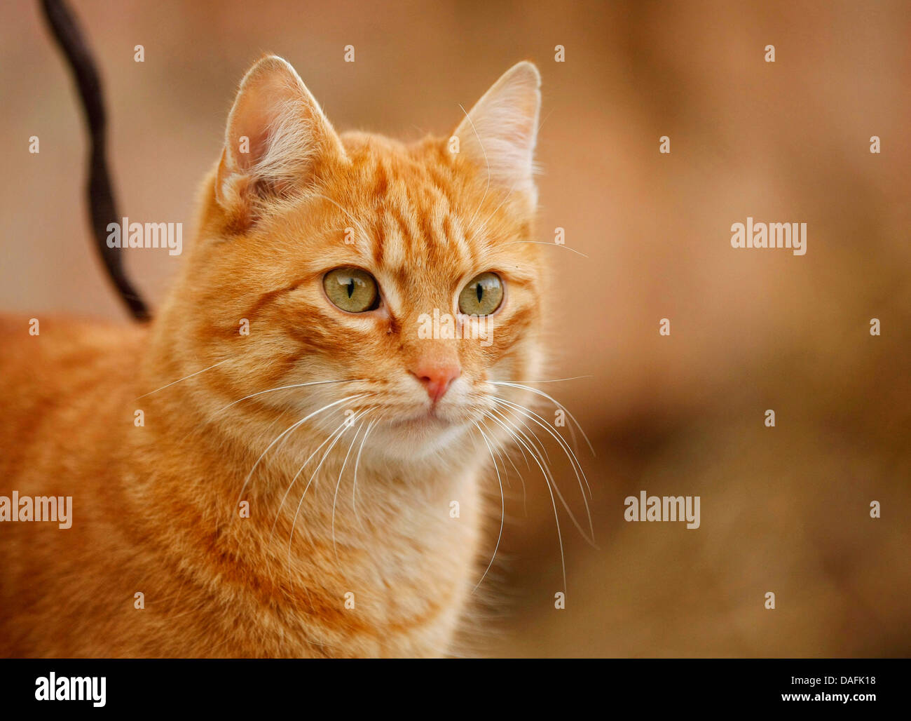 Striped the tomcat hi-res stock photography and images - Alamy