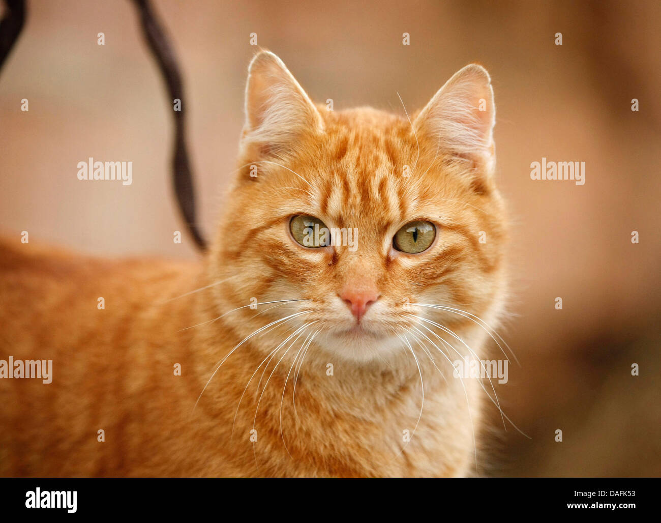 Striped the tomcat hi-res stock photography and images - Alamy