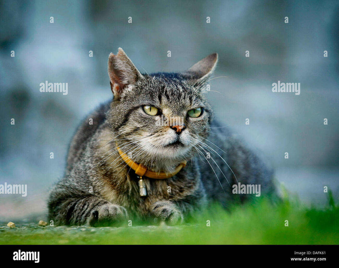 Sulky cat hi-res stock photography and images - Alamy