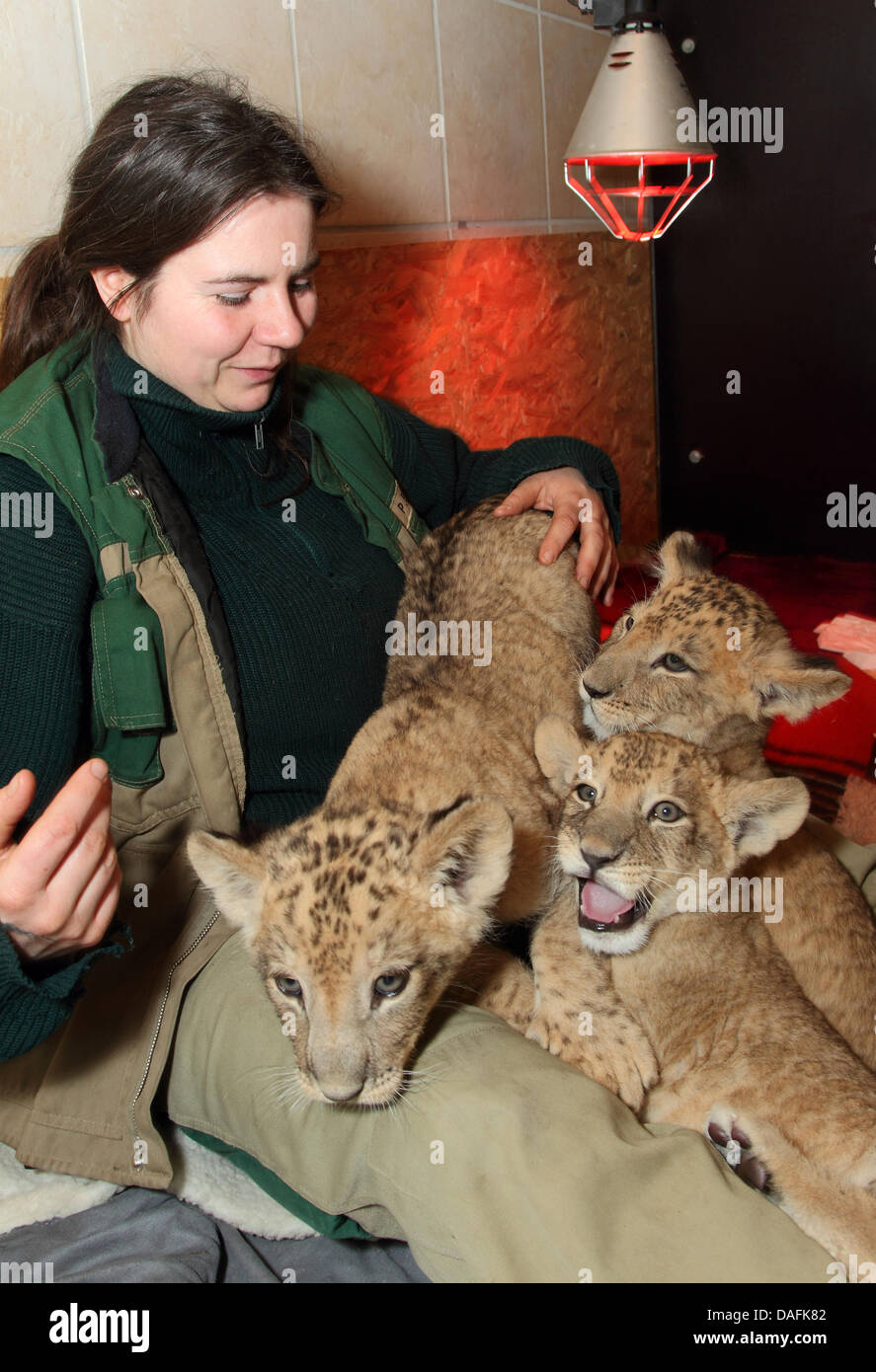 Animal keeper Petra Becker cuddles with three lion cubs at the zoo in ...