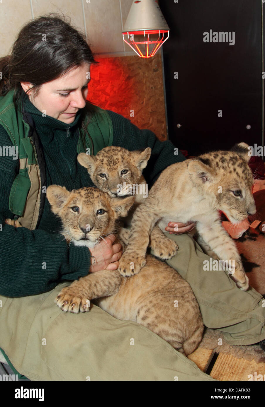 Animal keeper Petra Becker cuddles with three lion cubs at the zoo in ...
