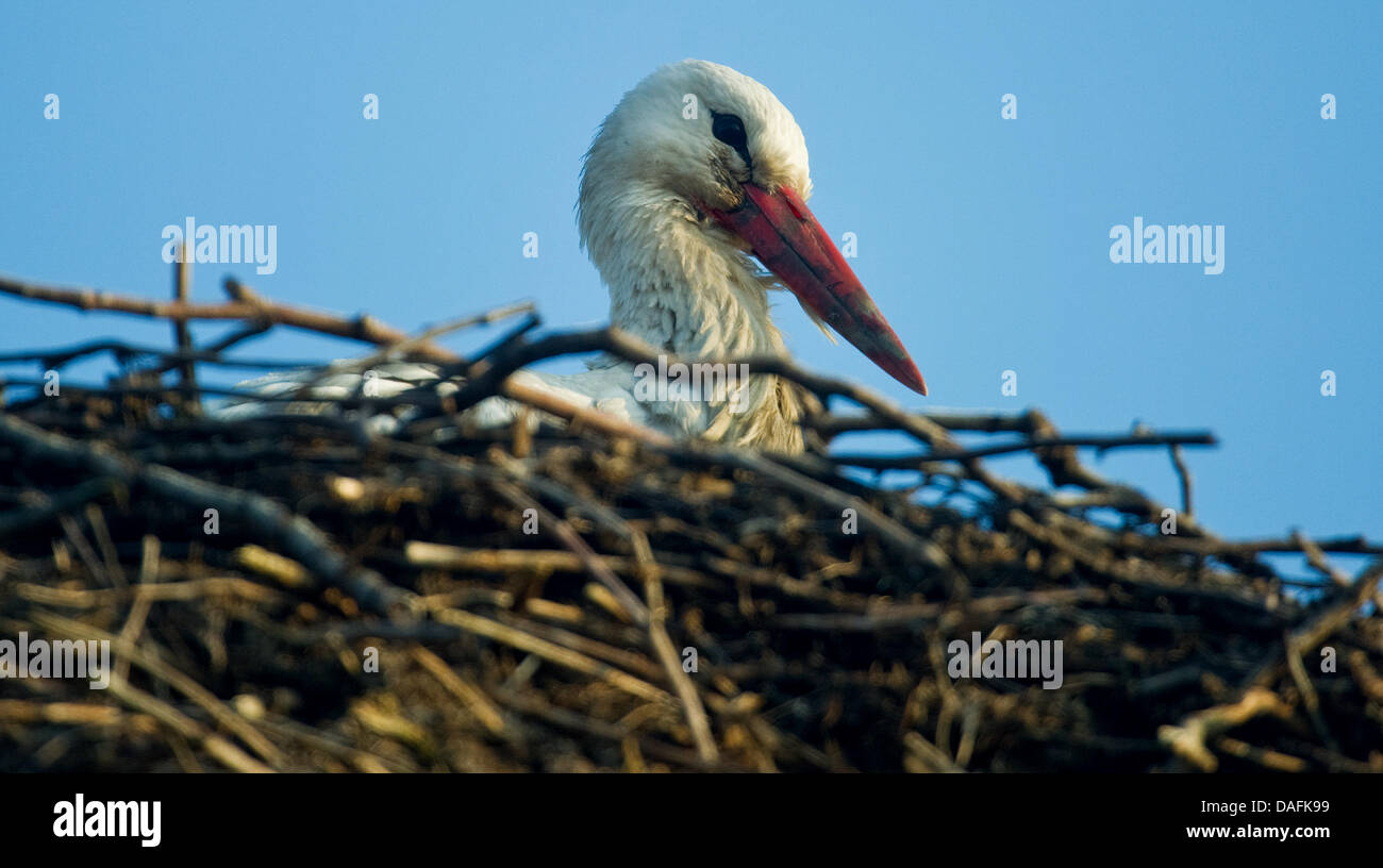 A wwhitestork sits in its aerie in Bad Freienwalde, Germany, 02 March ...