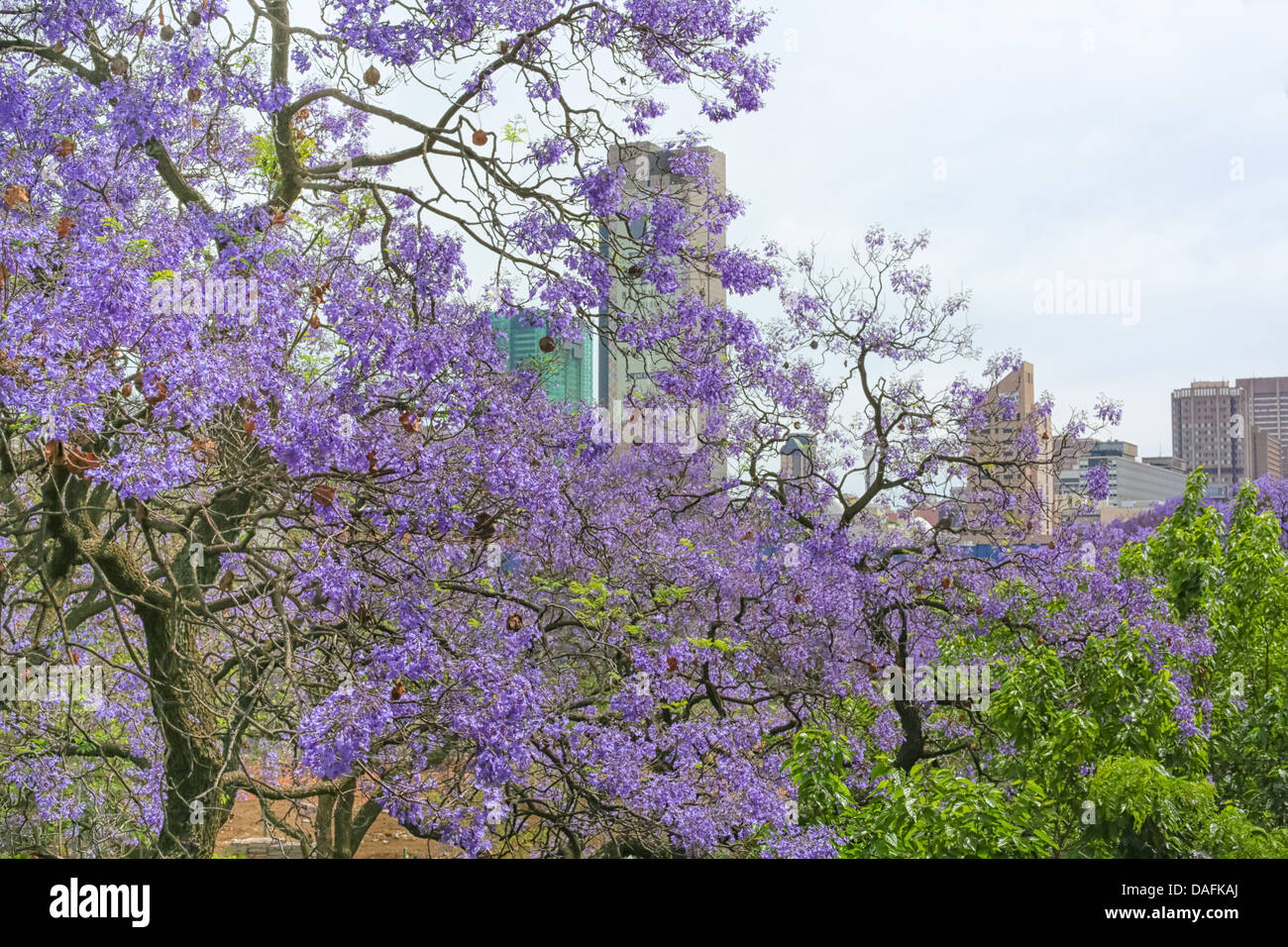 Pretoria, South Africa, also known as the Jacaranda City due to the ...