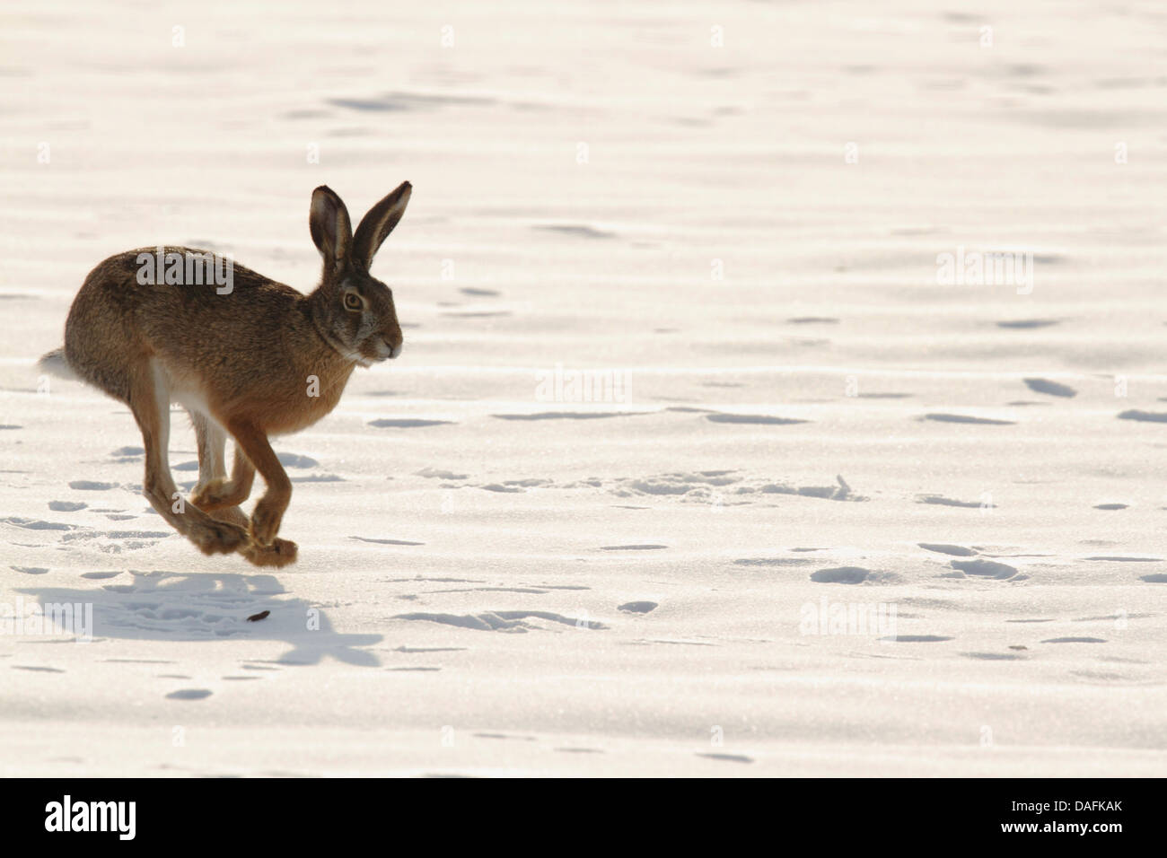 European hare jump hi-res stock photography and images - Alamy
