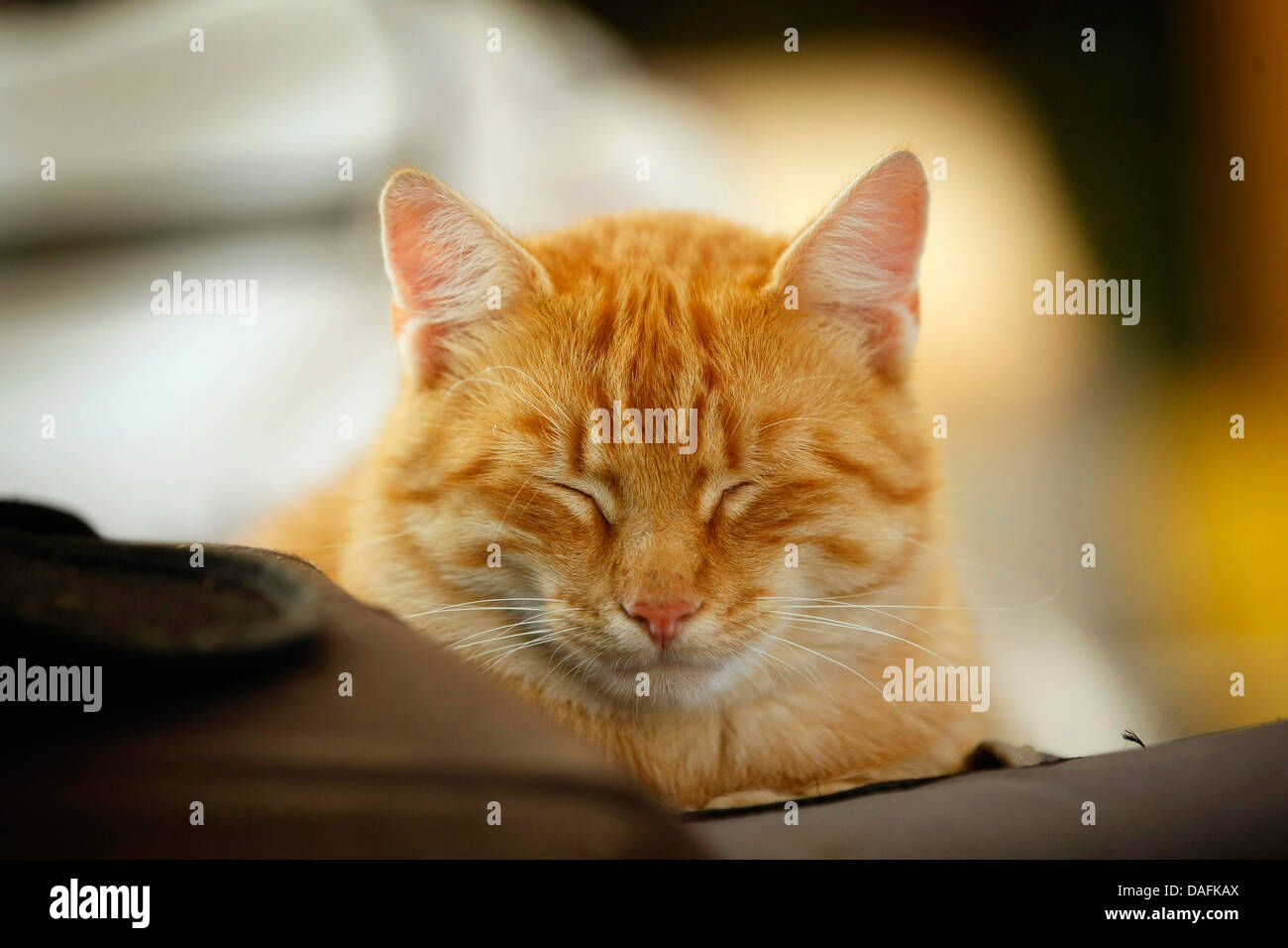 domestic cat, house cat (Felis silvestris f. catus), red striped tomcat ...