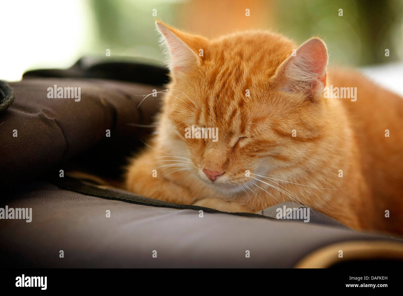Red striped tomcat sleeping on woolen blanket hi-res stock photography ...