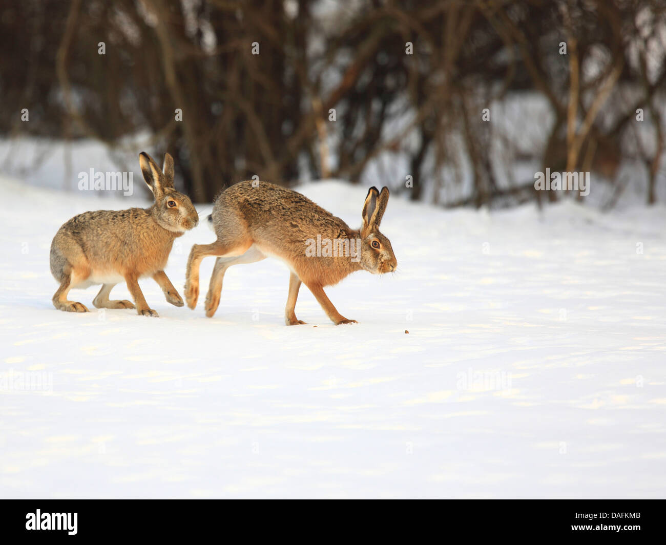 European hare, Brown hare (Lepus europaeus), mating season in winter ...