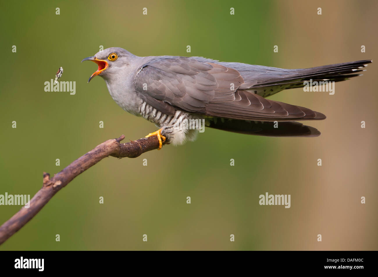 Eurasian cuckoo (Cuculus canorus), catching prey, Germany Stock Photo ...