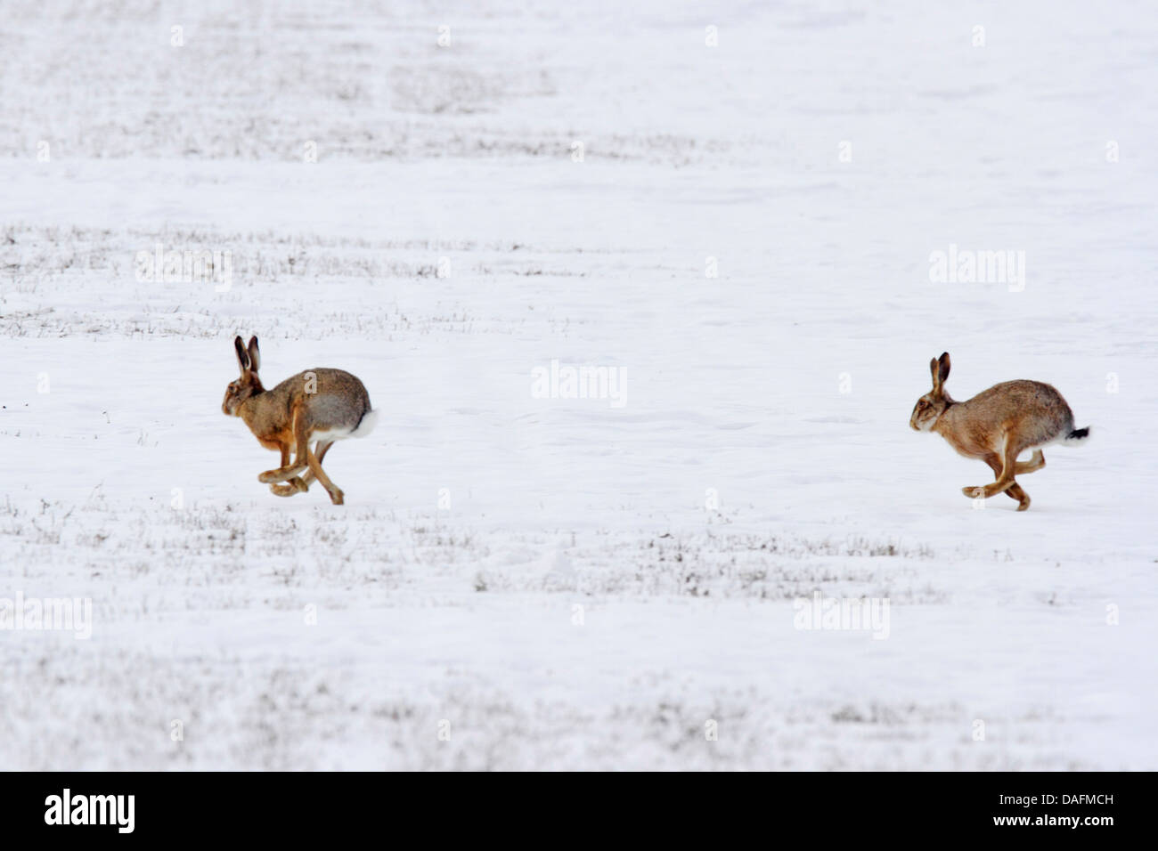Hare hopping hi-res stock photography and images - Alamy