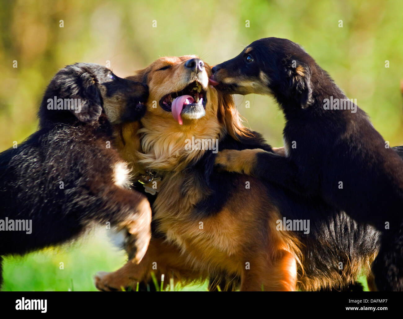 Dog Mother Two Puppies High Resolution Stock Photography and Images - Alamy